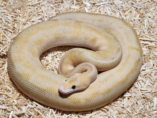 Champagne Fire Batman Ball Python by Crème de la Clutch Exotics