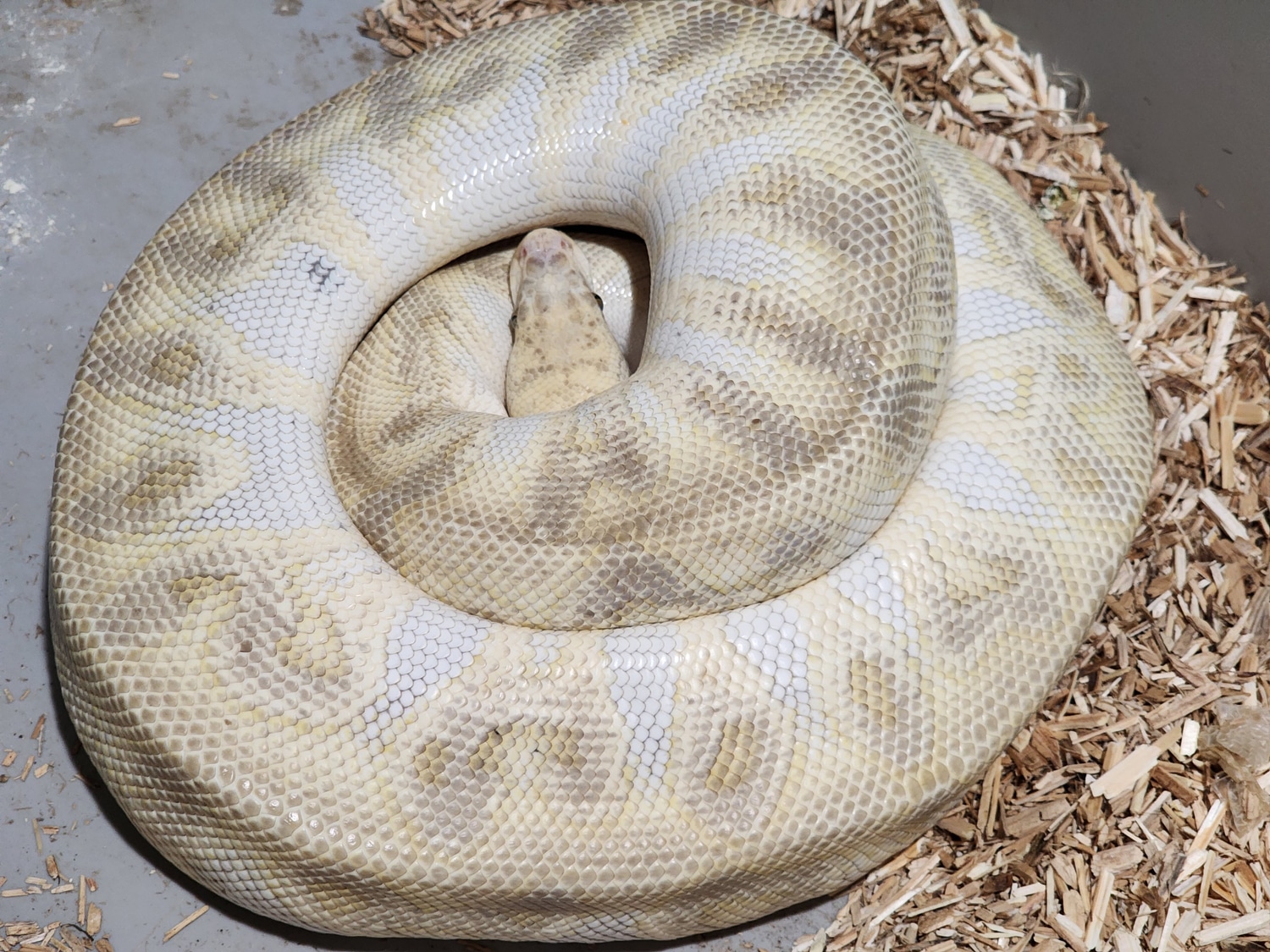 Pastel GHI Lesser Clown Ball Python by Crème de la Clutch Exotics ...