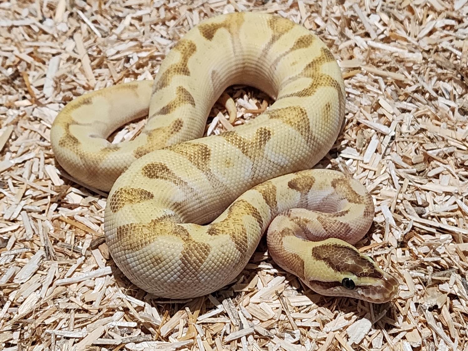 Pastel Mojave Super Enchi Orange Dream Ball Python by Crème de la ...