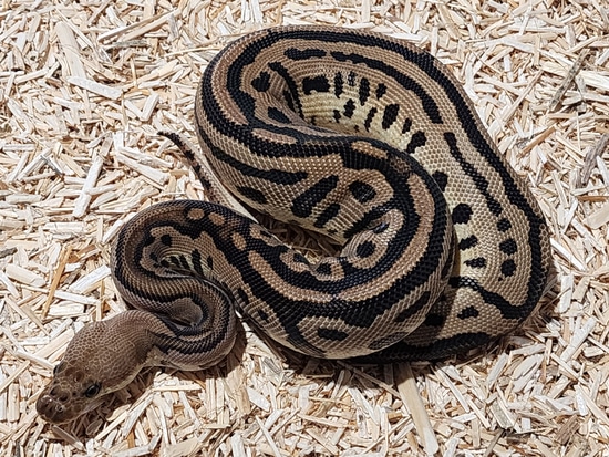 "Wolverine" Cinnamon Batman Ball Python by Crème de la Clutch Exotics