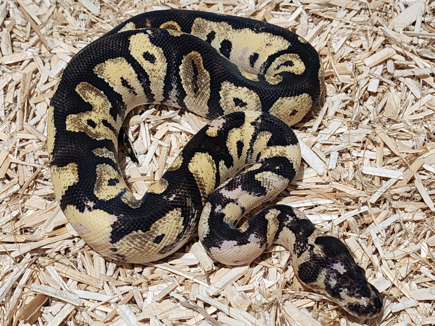 Venomized Ball Python by Crème de la Clutch Exotics - MorphMarket