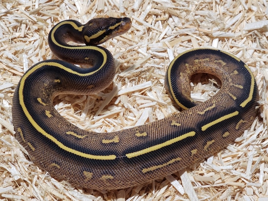 Super Gravel Ball Python by Crème de la Clutch Exotics