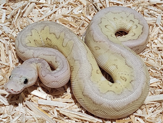 Super Pastel Lesser Clown 100% Het Desert Ghost Ball Python by Crème de ...