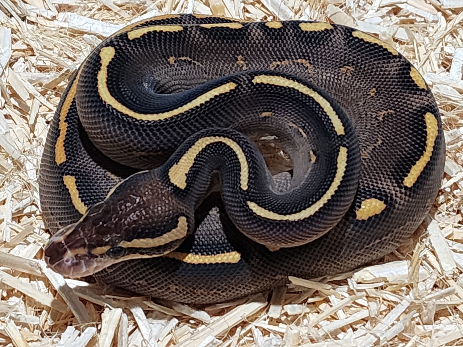 Black Pastel Super Gravel Ball Python by Crème de la Clutch Exotics ...