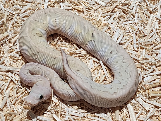 Super Pastel GHI Lesser Clown 100% Het Desert Ghost Ball Python by ...