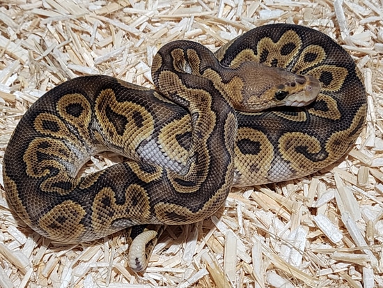 "CURLY" GHI Clown 66% Het Hypo (OG Line) *kinked Tail* Ball Python by ...