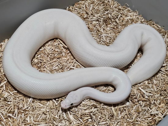 Ivory Possible OD 100% Het Clown Ball Python by Crème de la Clutch Exotics