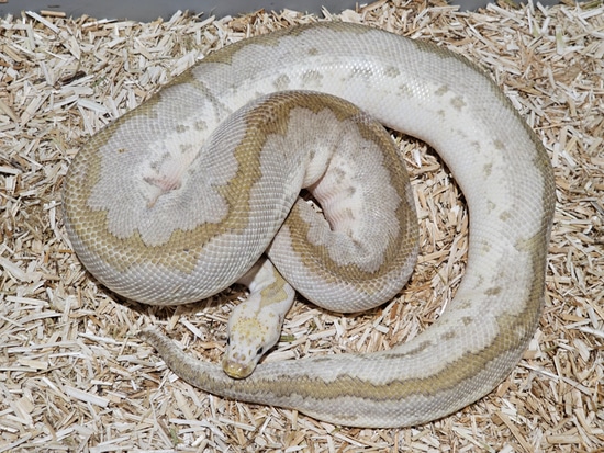 Pastel Bamboo Clown Ball Python by Crème de la Clutch Exotics