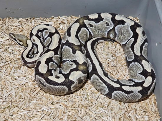 PROVEN BREEDER Desert Ghost Ball Python by Crème de la Clutch Exotics
