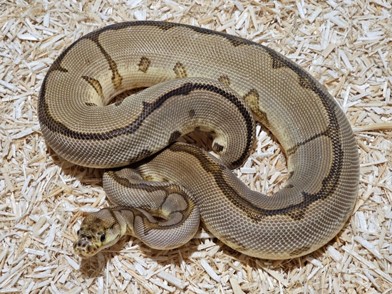 Enchi Cinnamon Spider Gravel Clown Ball Python by Crème de la Clutch ...
