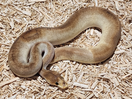 Champagne Cinnamon Clown Ball Python by Crème de la Clutch Exotics