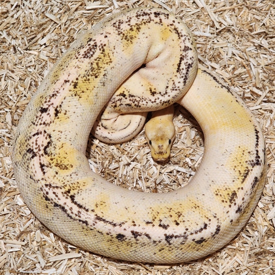 Pastel Enchi Champagne Gravel Ball Python by Crème de la Clutch Exotics