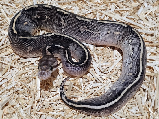 Cinnamon Super Gravel Paradox 100% Het Clown Ball Python by Crème de la Clutch Exotics