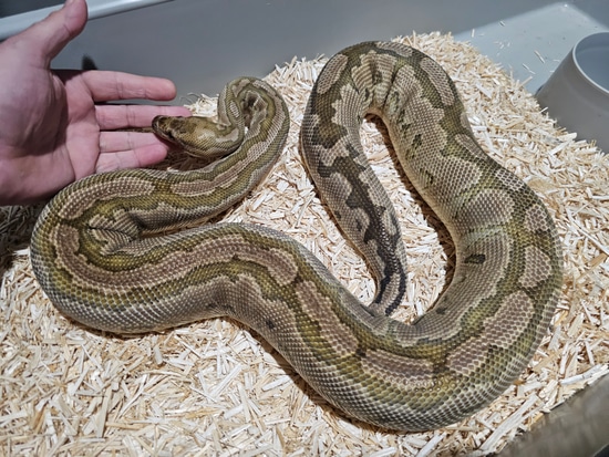 Russo Clown Ball Python by Crème de la Clutch Exotics