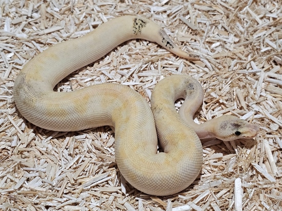 Pastel Champagne Super Gravel 100% Het Clown PARADOX Ball Python by Crème de la Clutch Exotics