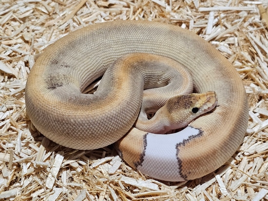 Champagne Cinnamon Gravel 100% Het Clown Ball Python by Crème de la ...