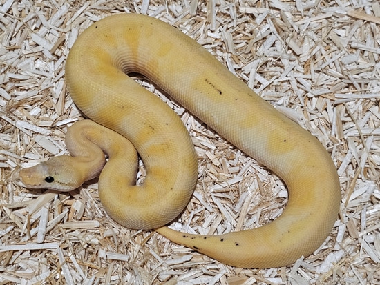 Pastel Enchi Champagne Super Gravel 100% Het Clown Ball Python by Crème ...