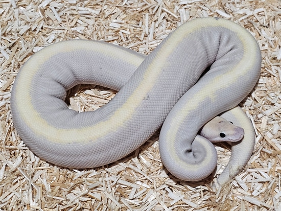 GHI Champagne Mojave Hypo Ball Python by Crème de la Clutch Exotics