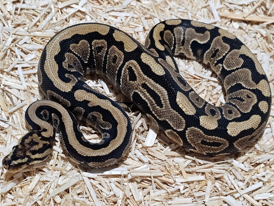 Spotnose 100% Double Het DG Clown Ball Python by Crème de la Clutch Exotics