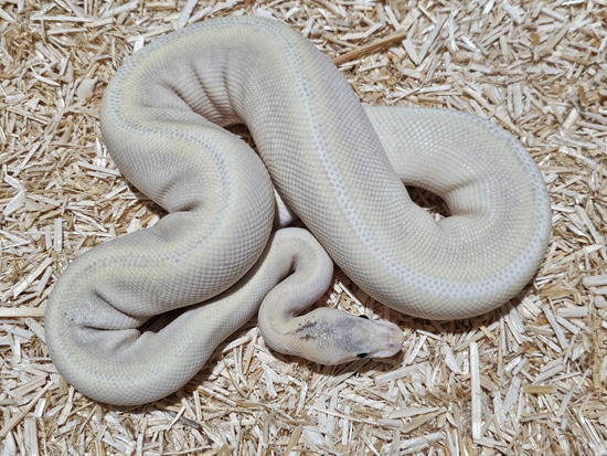 Champagne Mojave Hypo Ball Python by Crème de la Clutch Exotics