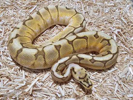 Enchi Russo Gravel Spider 100% Het Clown Ball Python by Crème de la ...