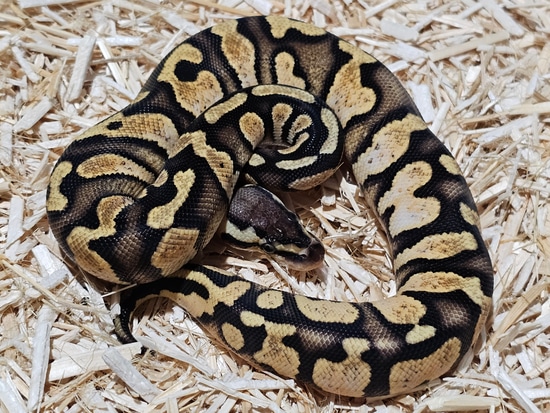 Pastel Calico Het Clown Ball Python by Crème de la Clutch Exotics
