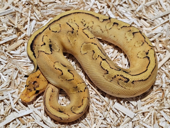 Champagne Enchi Super Gravel Het Clown Ball Python by Crème de la ...