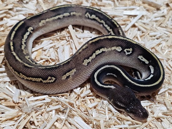 Black Head Leopard Fire OD YB 66% Het Pied Ball Python by Crème de la ...