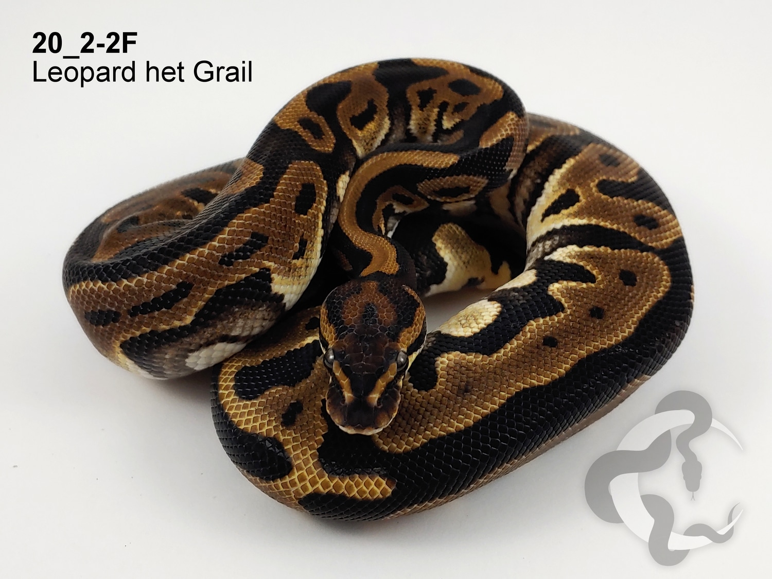 600g Leopard Het Grail Ball Python by Crescent Serpents - MorphMarket