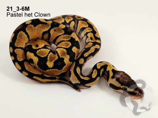 Pastel Het Clown Ball Python by Crescent Serpents