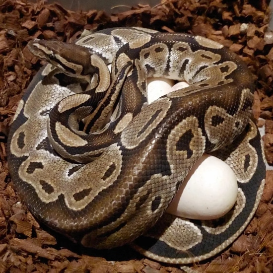 Roulette Ball Python by Crescent Serpents