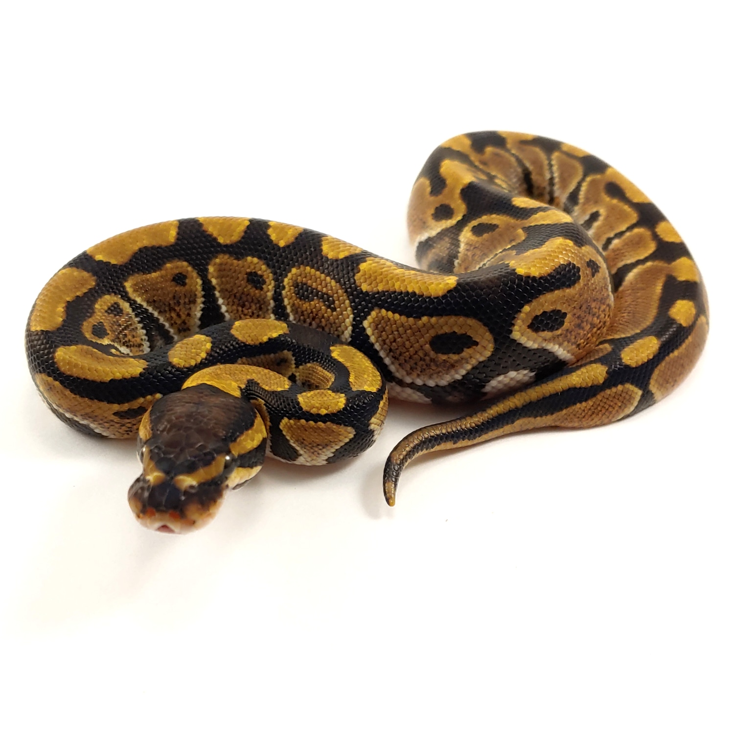 PET - Small Eyes Ball Python by Crescent Serpents - MorphMarket