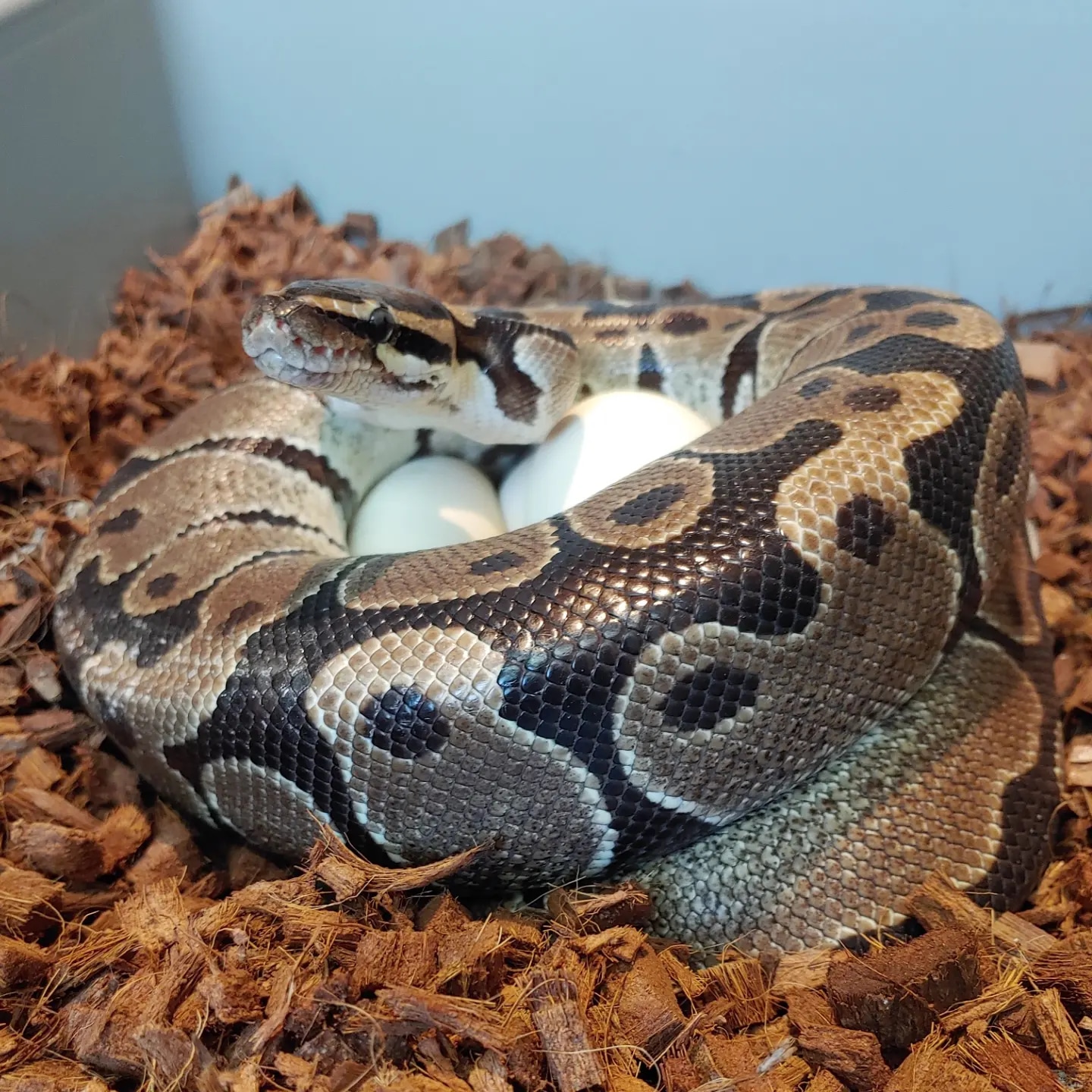 Proven Het Lavender Ball Python by Crescent Serpents - MorphMarket