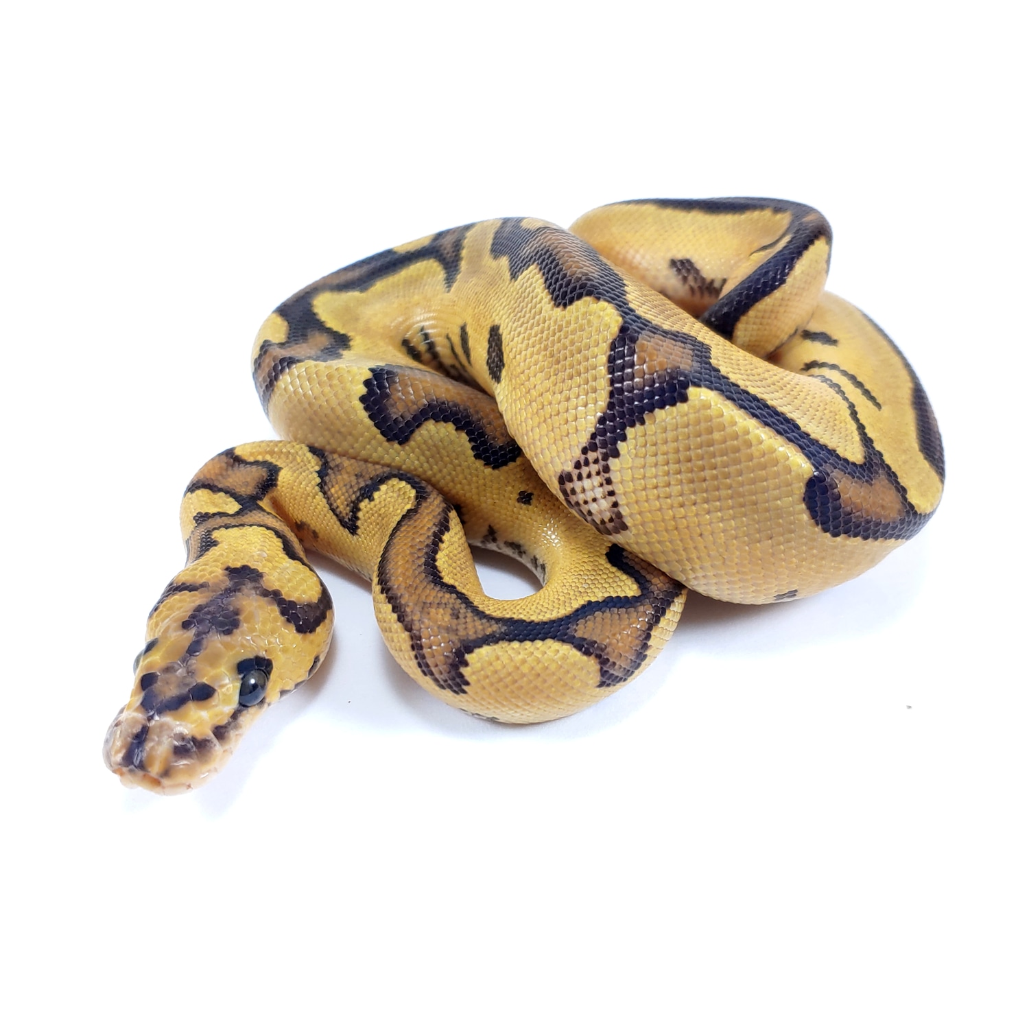 Fire Clown Ball Python by Crescent Serpents - MorphMarket