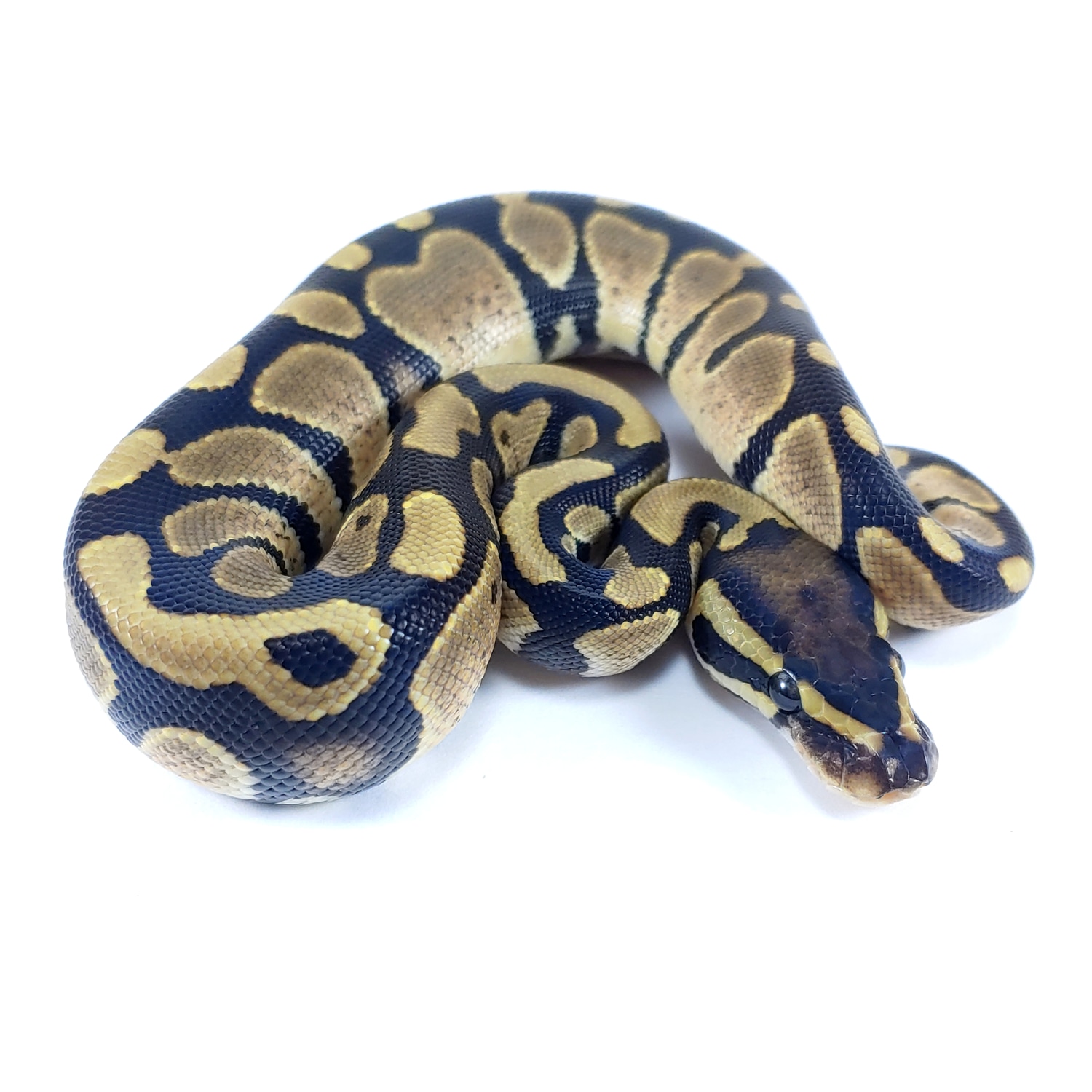 Het Pied 66 Het Lavender Ball Python by Crescent Serpents - MorphMarket
