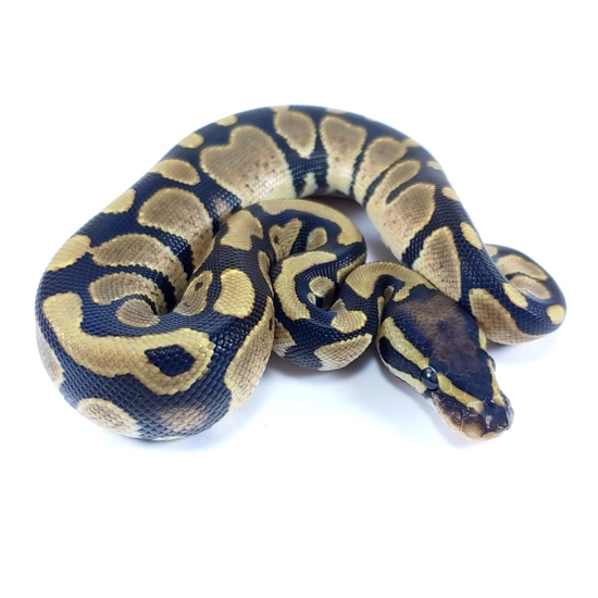Het Pied 66 Het Lavender Ball Python by Crescent Serpents