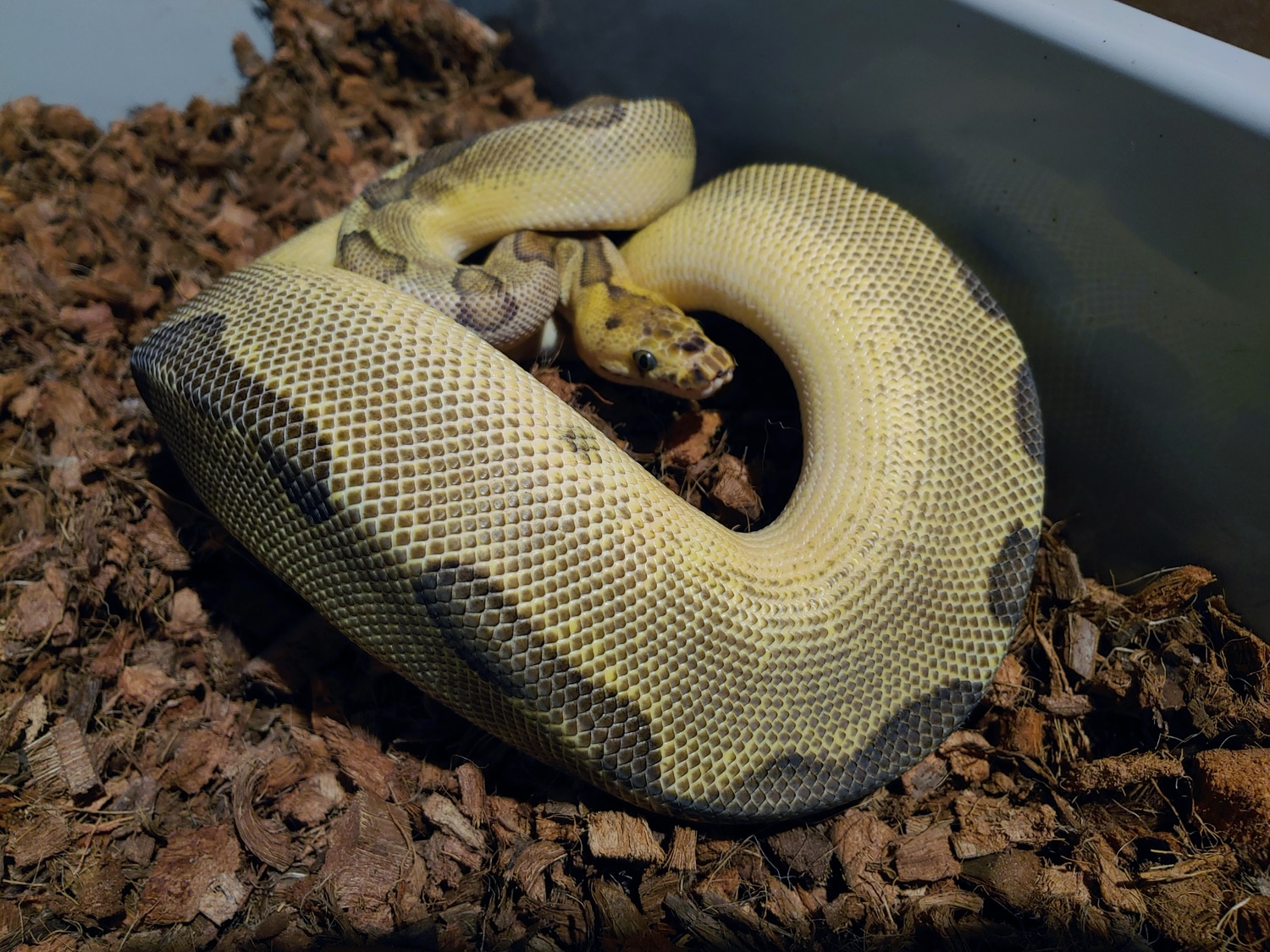Fire Enchi Clown Ball Python by Crescent Serpents - MorphMarket