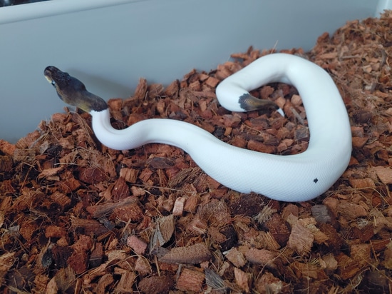Black Pastel Mahogany Piebald Ball Python by Crescent Serpents