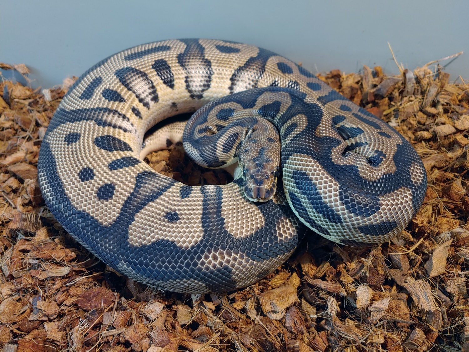 Leopard Clown Ball Python by Crescent Serpents - MorphMarket