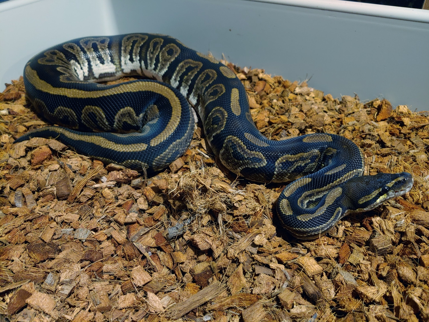 Proven Black Pastel Het Pied Ball Python by Crescent Serpents - MorphMarket