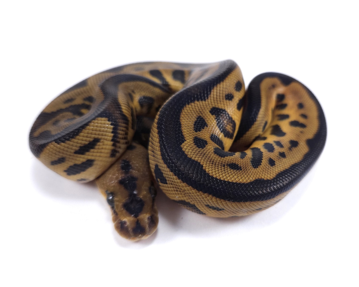 Leopard Clown Ball Python by Crescent Serpents - MorphMarket