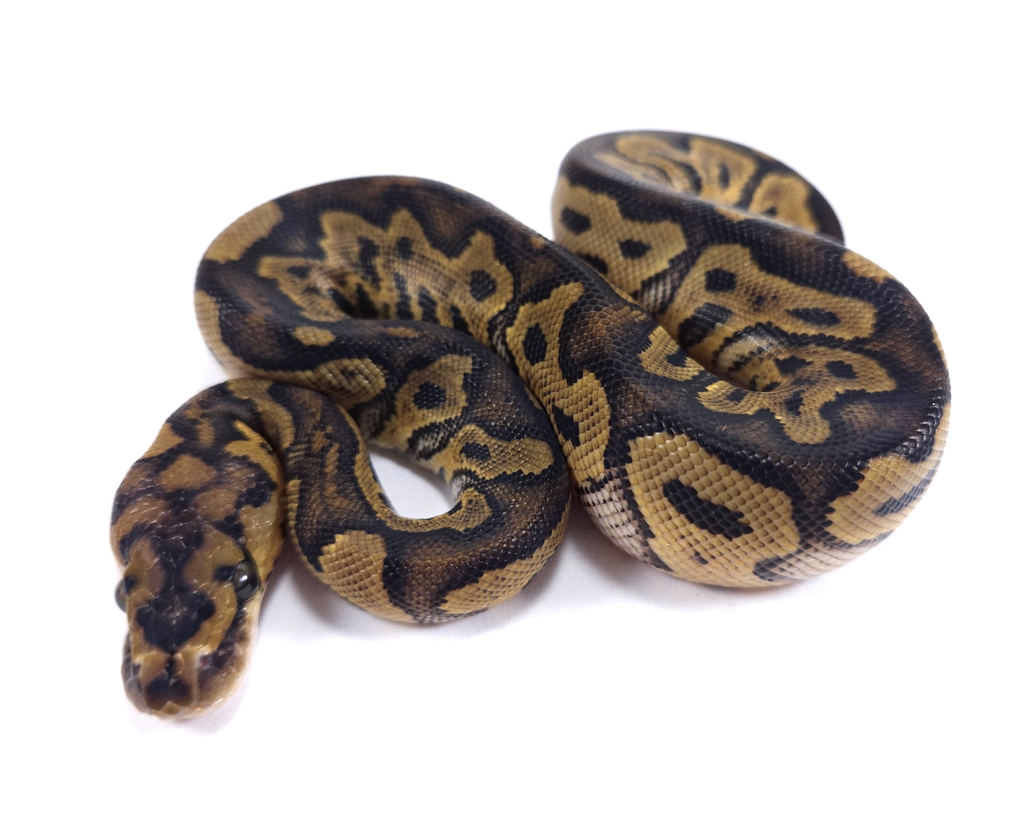 Clown Ball Python by Crescent Serpents - MorphMarket