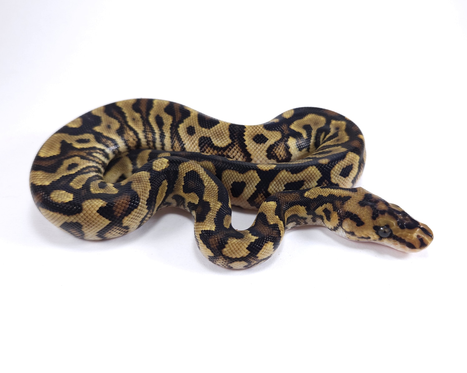 Spotnose Clown Ball Python by Crescent Serpents - MorphMarket
