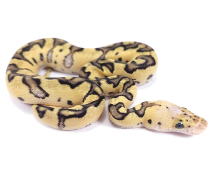 Pastel Enchi 100%VPI Axanthic Ball Python by TNT Reptiles - MorphMarket