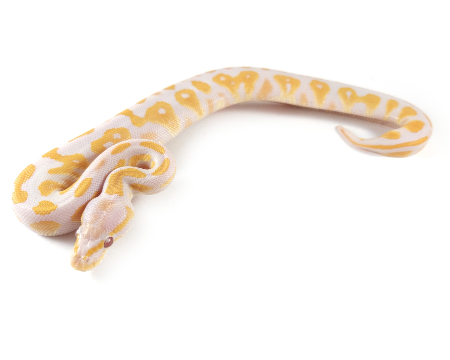 Black Head Pos YB Lav 50 Het Piebald Ball Python by Crescent Serpents ...