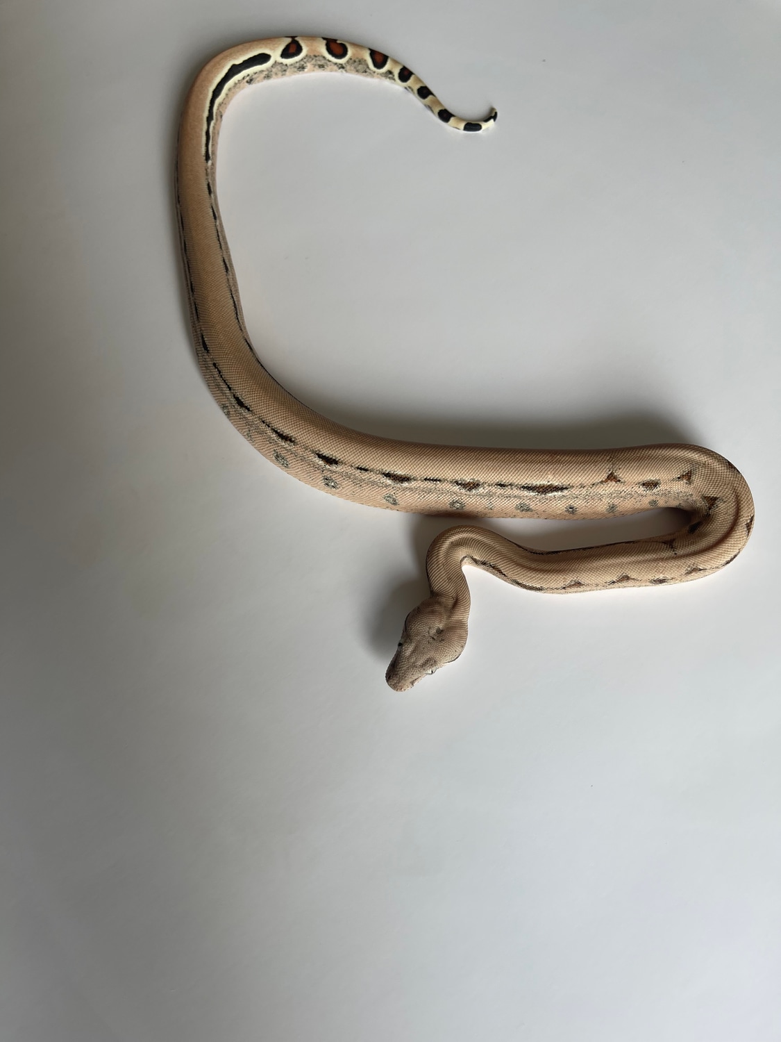 Purple Line Scoria Boa Constrictor by Crested Ballers & Boas - MorphMarket