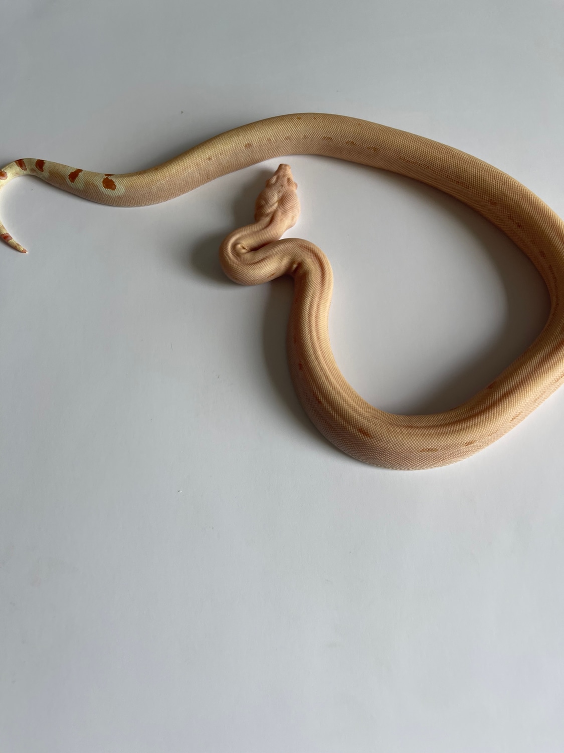 Purple Line Sharp Sunglow Scoria Boa Constrictor by Crested Ballers ...