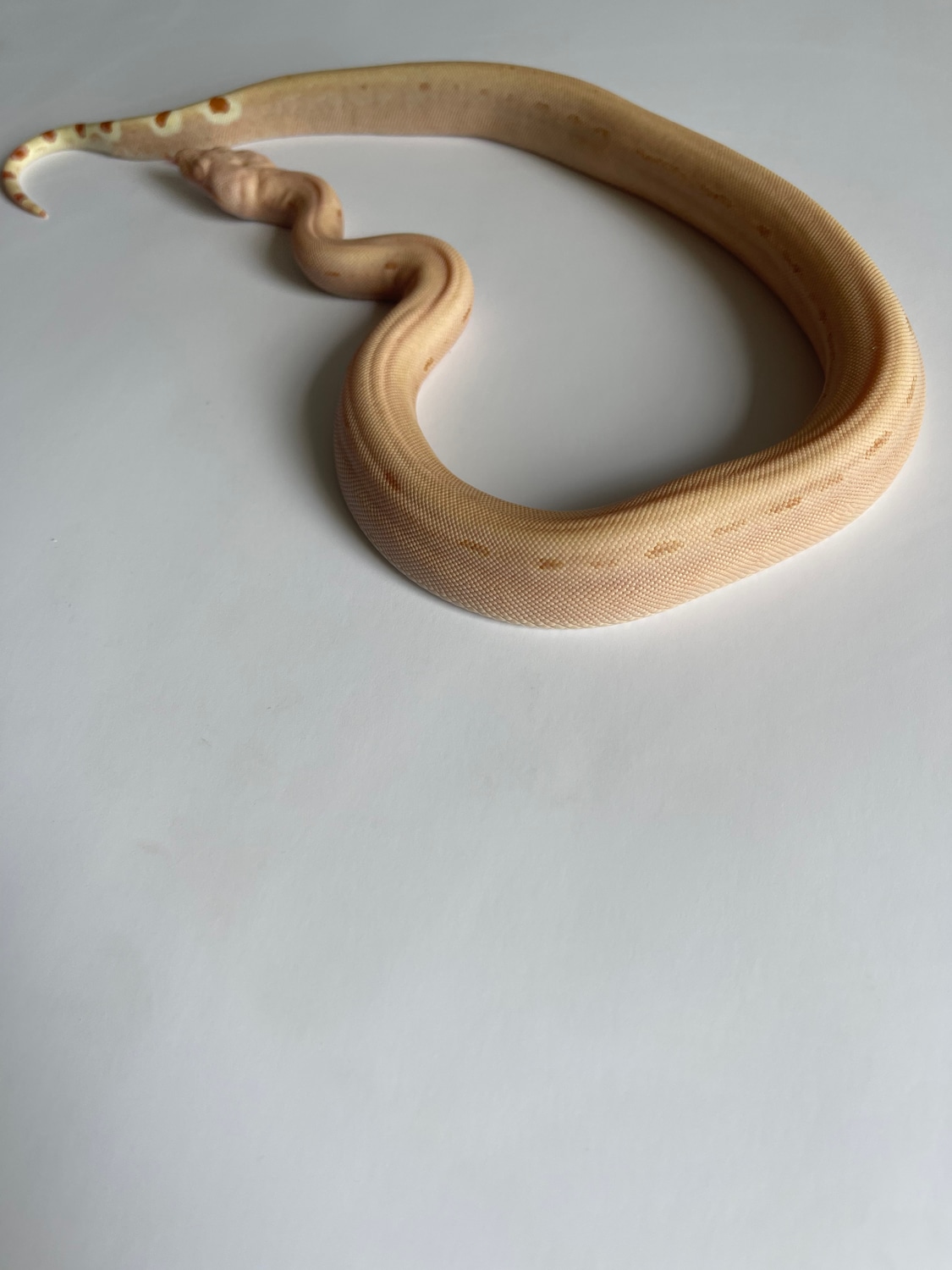 Purple Line Sharp Sunglow Scoria Boa Constrictor by Crested Ballers ...