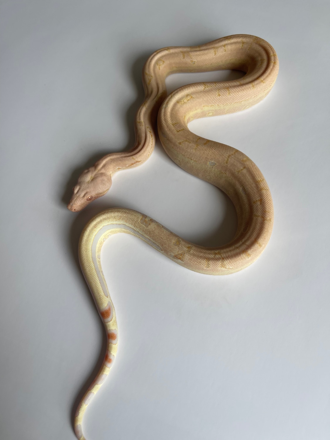 Purple Line Sharp Scoria Boa Constrictor by Crested Ballers & Boas ...