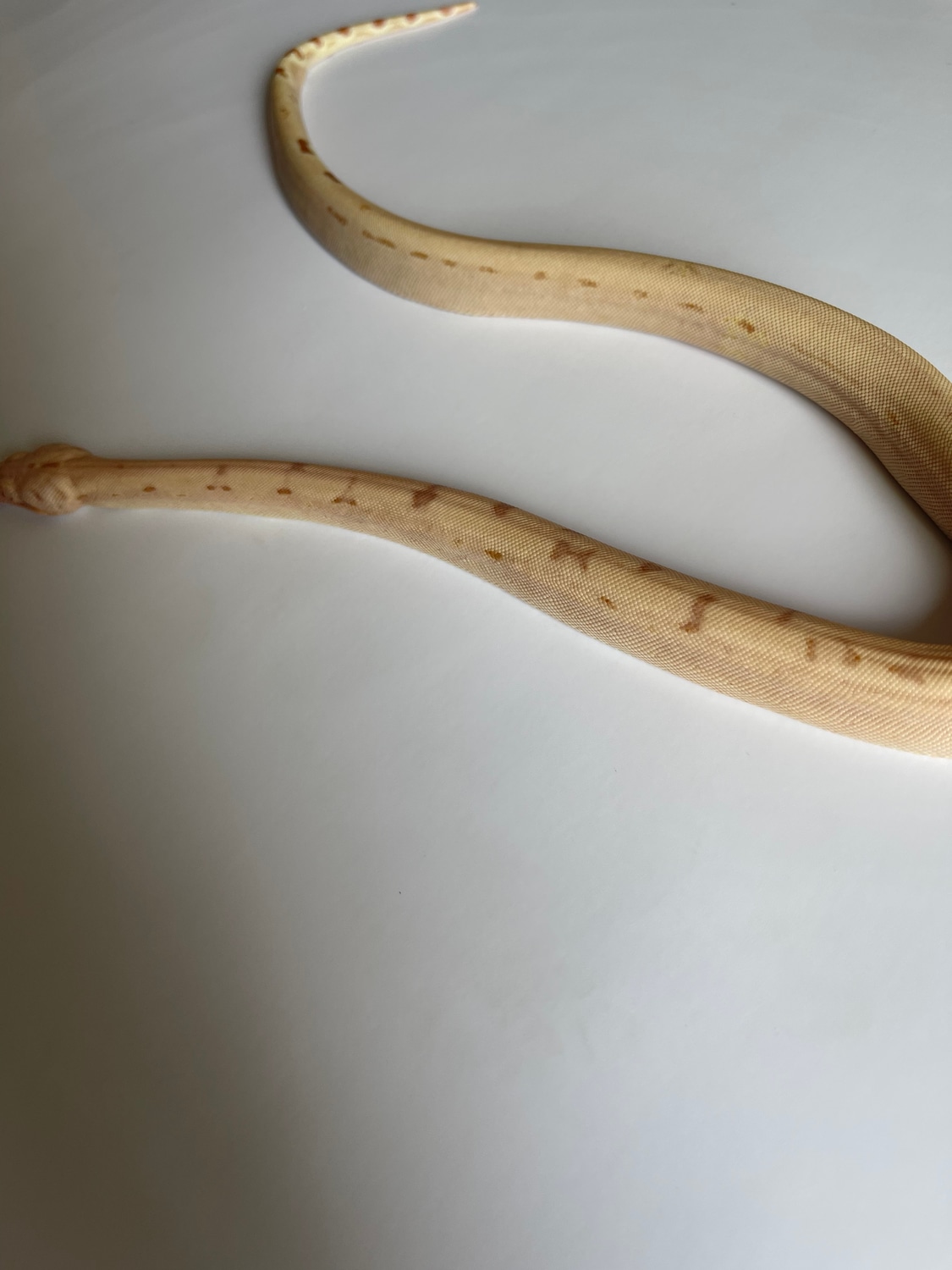 Purple Line Scoria Sharp Sunglow Boa Constrictor by Crested Ballers ...